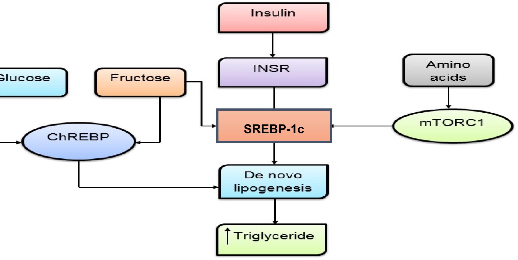 Relationship between liver insulin resistance and