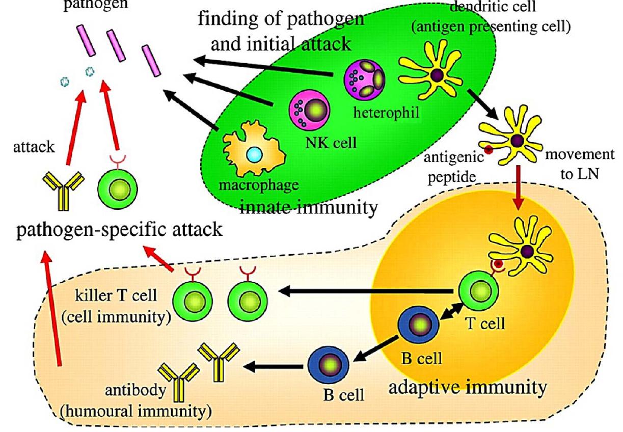 Interactions of innate and adaptive immunity when pathogens