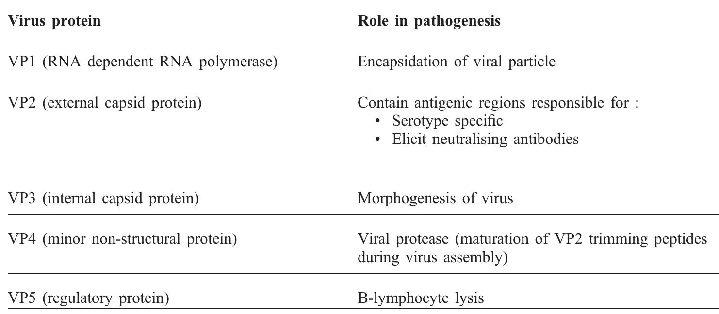 Viral proteins and their roles in pathogenesis of ibdv.