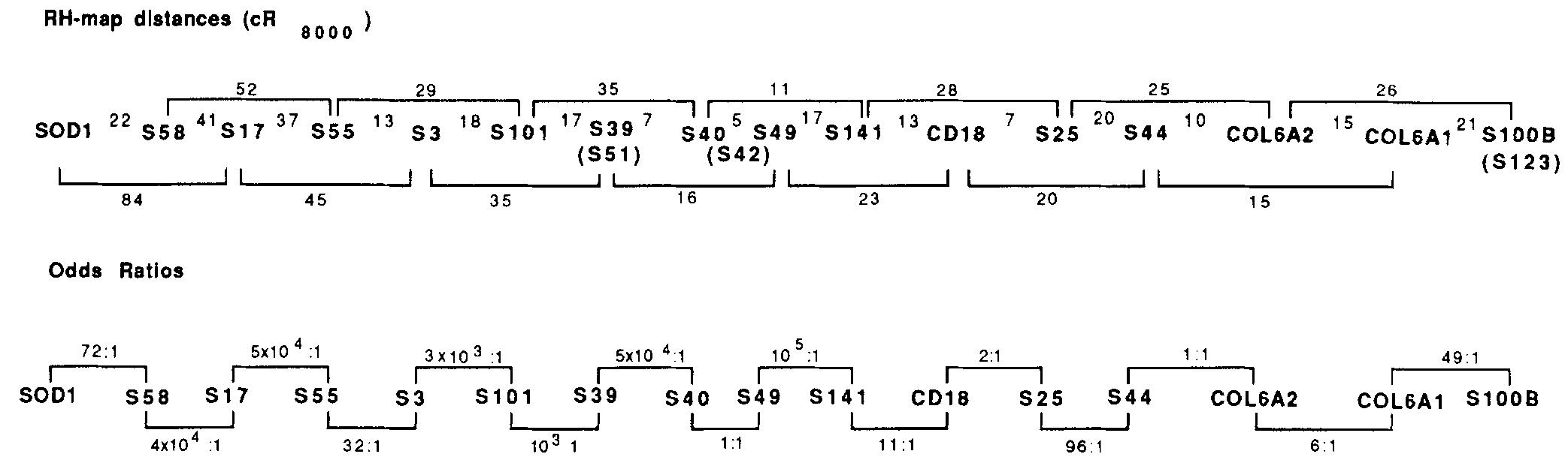 Radiation hybrid map. the map shows the order of probes, as
