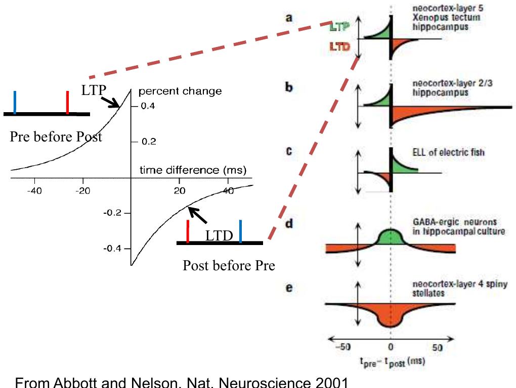 Of synapses. the largest changes in synaptic efficacy occur