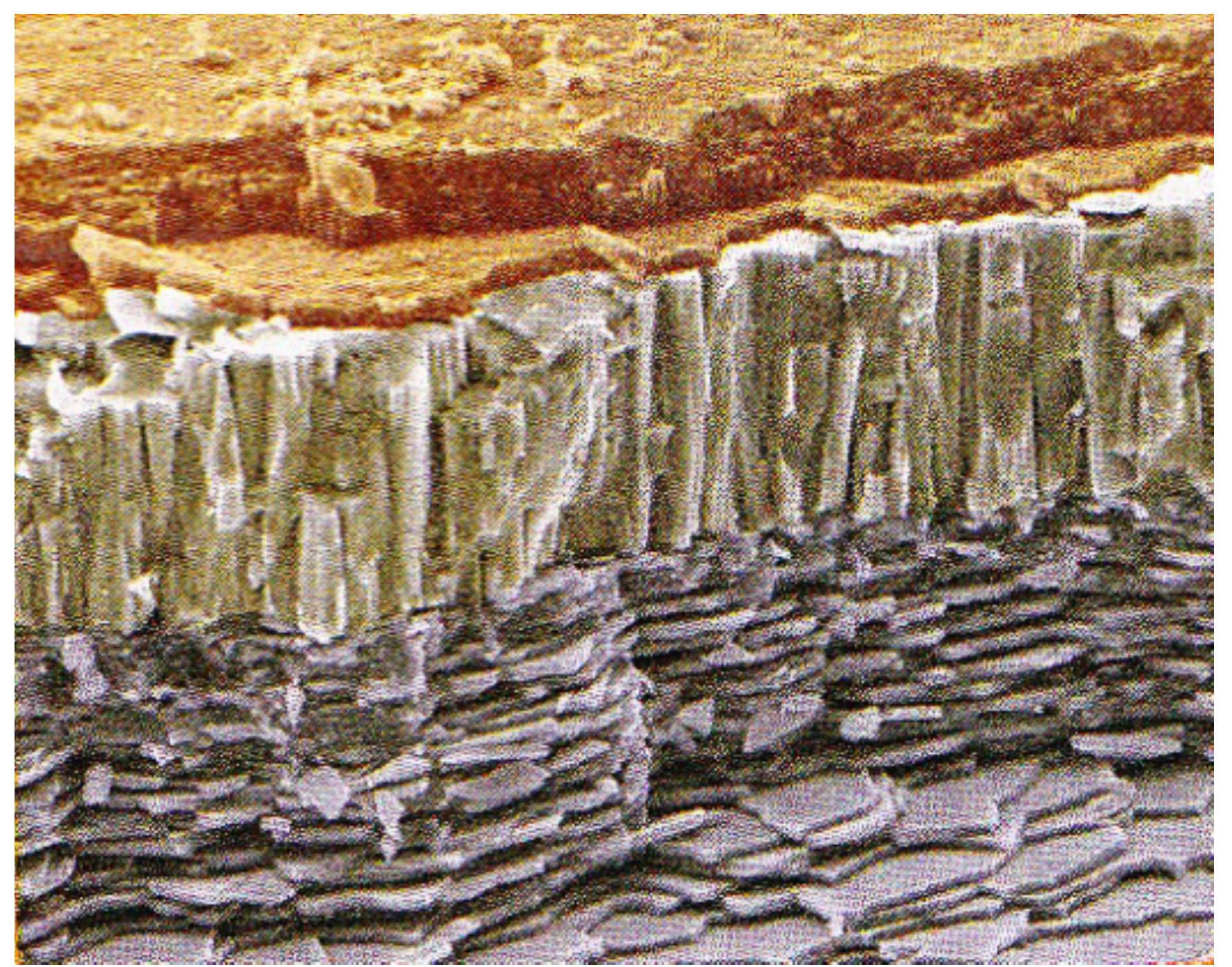 -4: enlarged cross-section of the inner layer of a mollusc