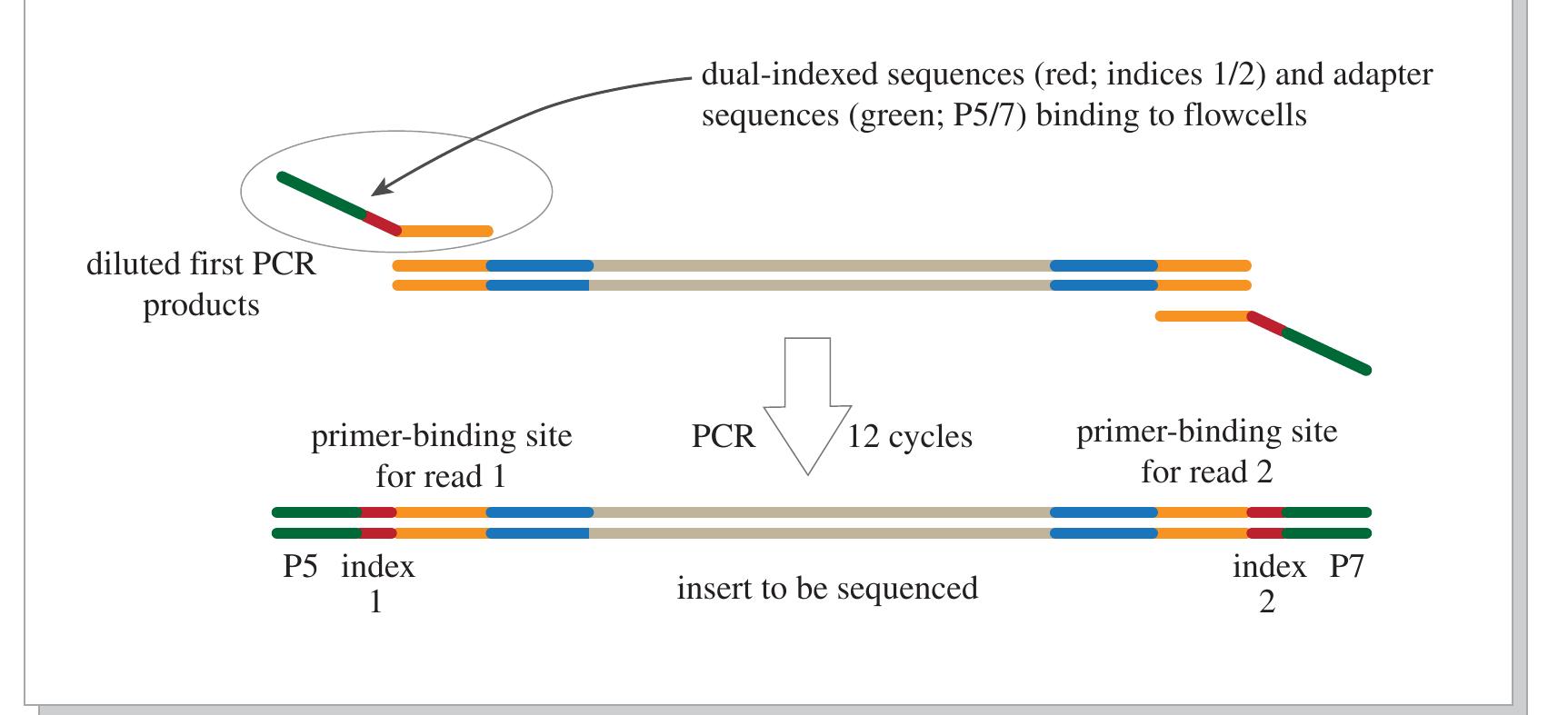 Schematic representation of the paired-end library