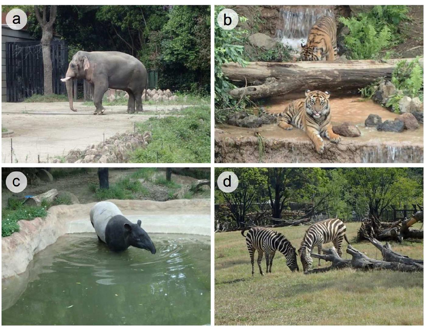 $1. example images of target mammal species. a-d, mammals in