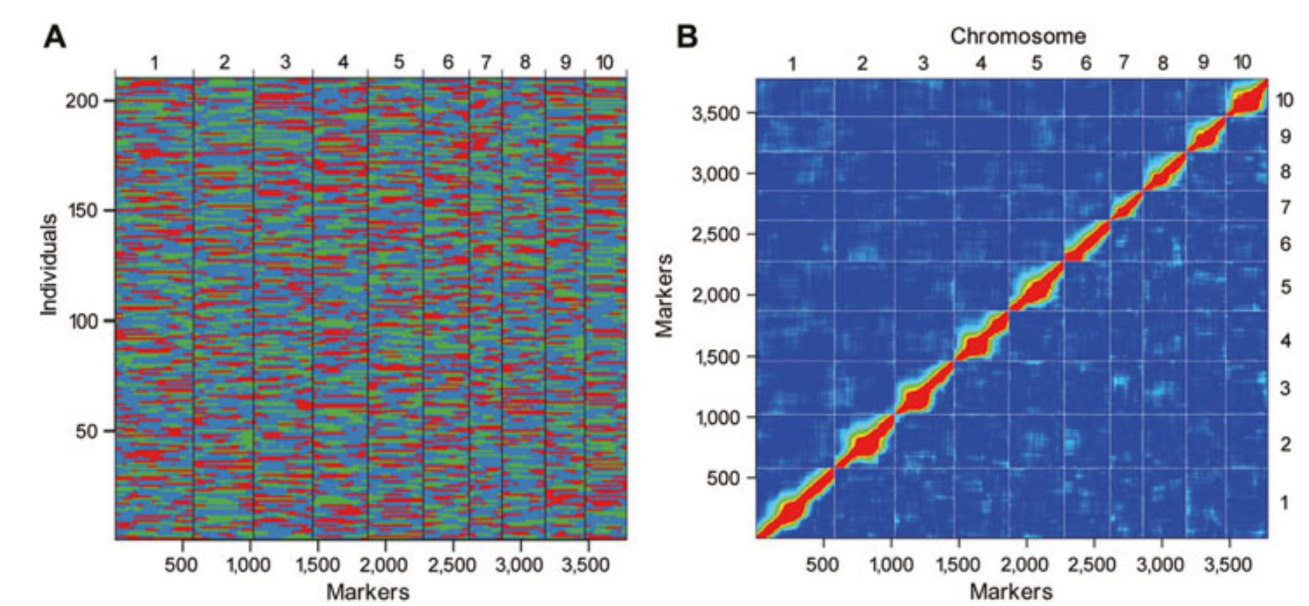 Recombination bin-map and heatmap for all markers of f,