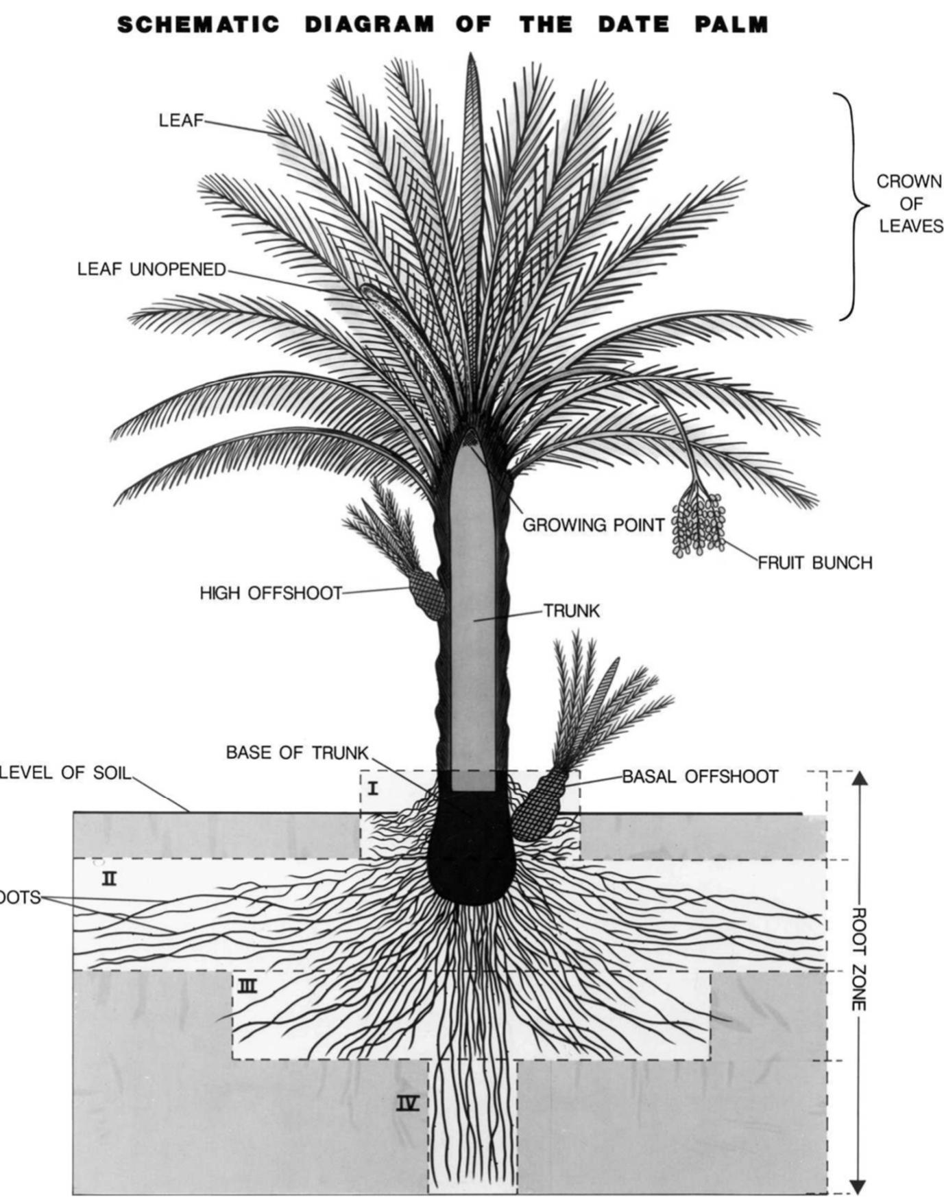 Date palm tree schematic [3]. the date palm wastes are in