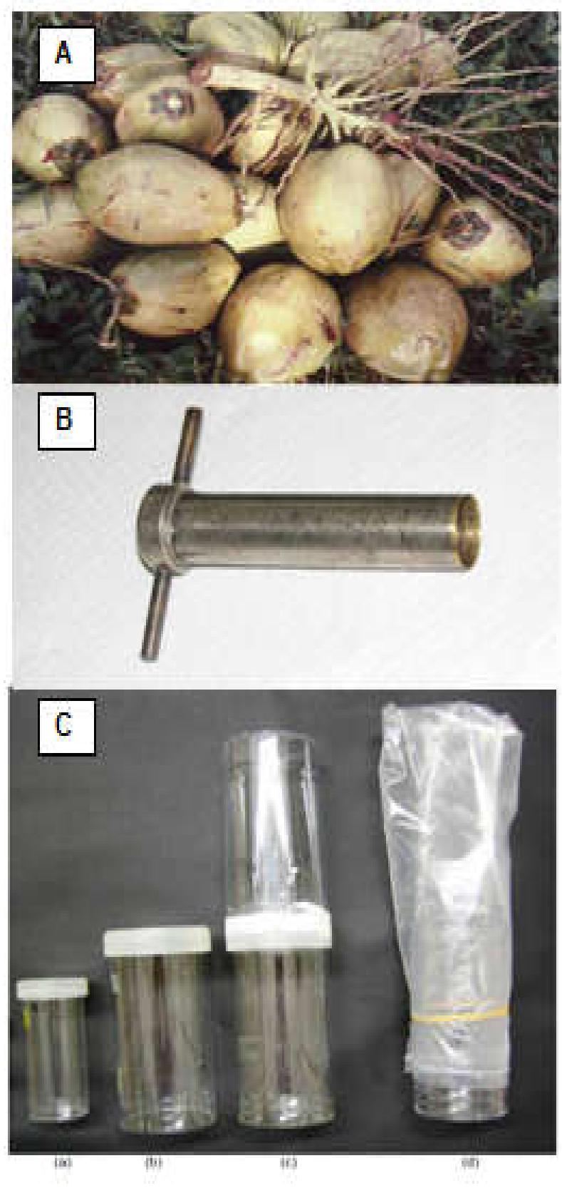 (PDF) An Enhanced Embryo Culture Methodology for Coconut (Cocos ...