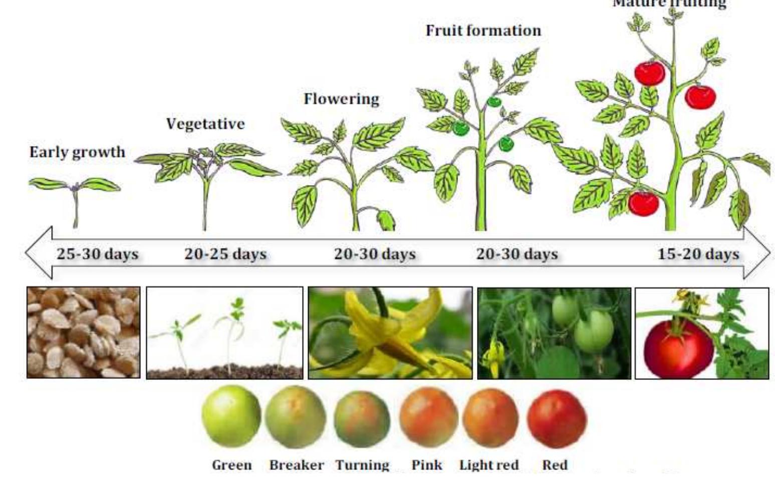 Demonstration of the five growth stages of tomato, and the