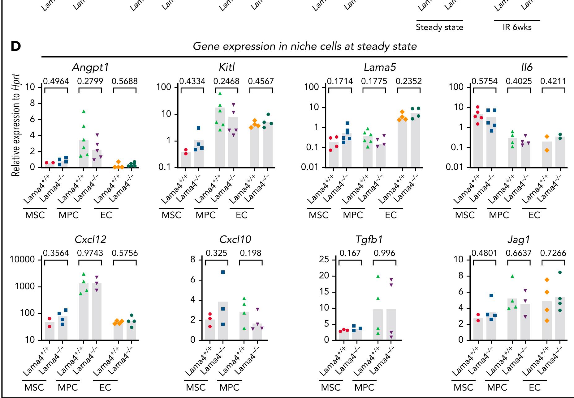 Figure 5 - Critical role of Lama4 for hematopoiesis