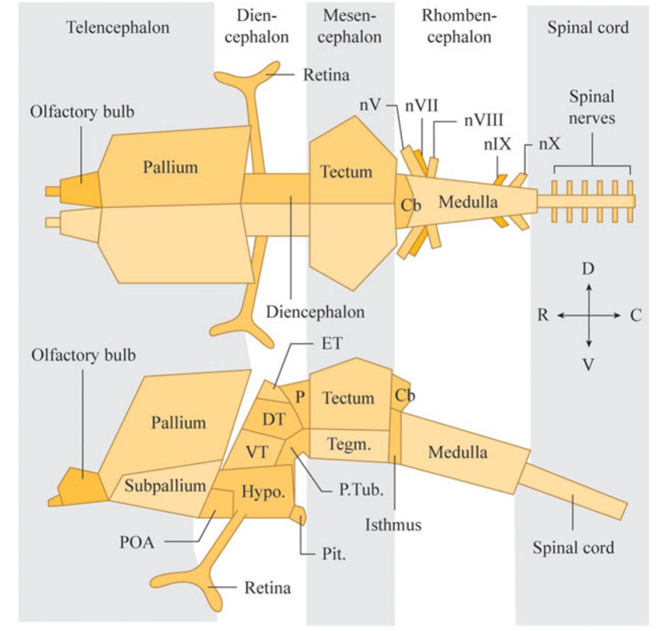 R3. basic plan of the vertebrate brain. reproduced with