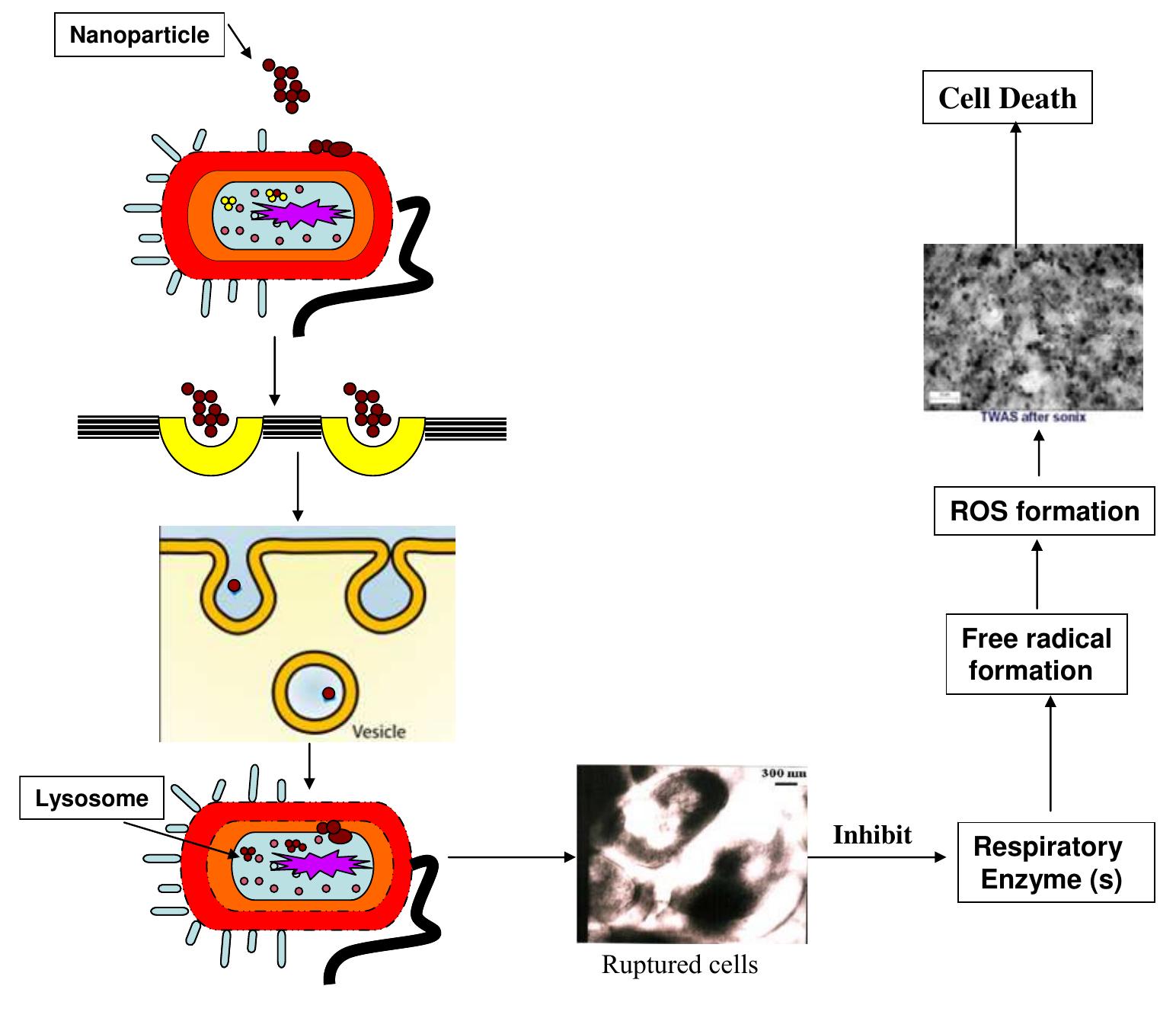 Interaction mechanism of reactive oxygen species with