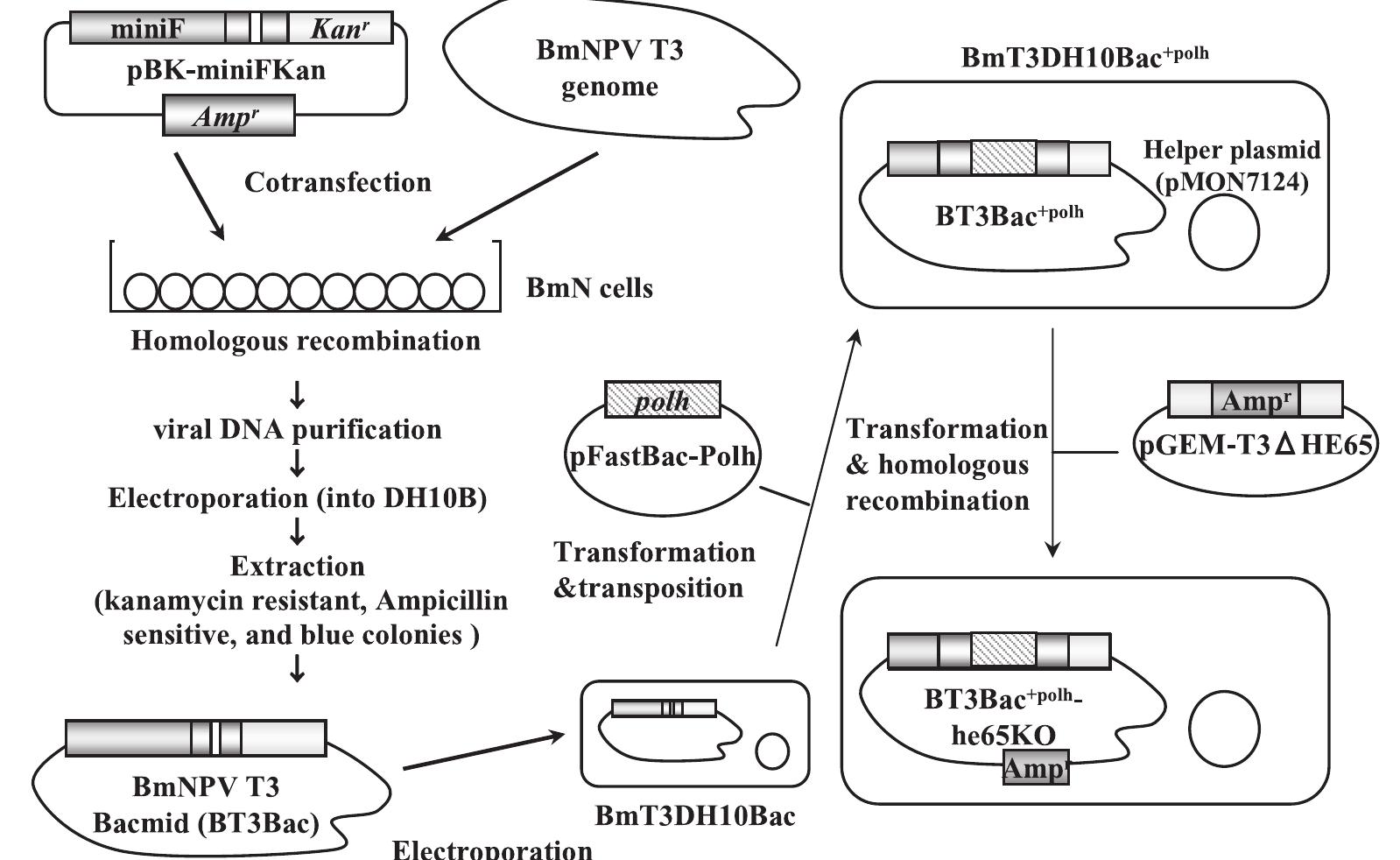 Schematic presentation of construction procedure of bmnpv/t3