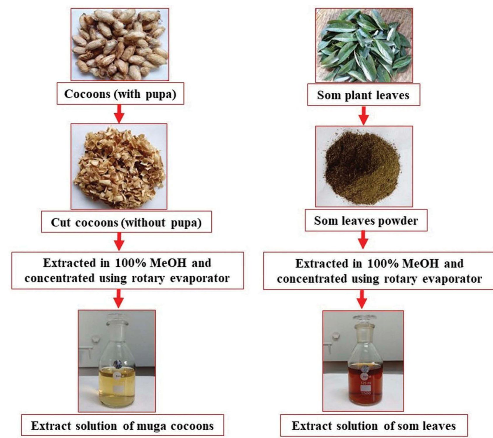 Flowchart showing methanol extraction of muga silk cocoons