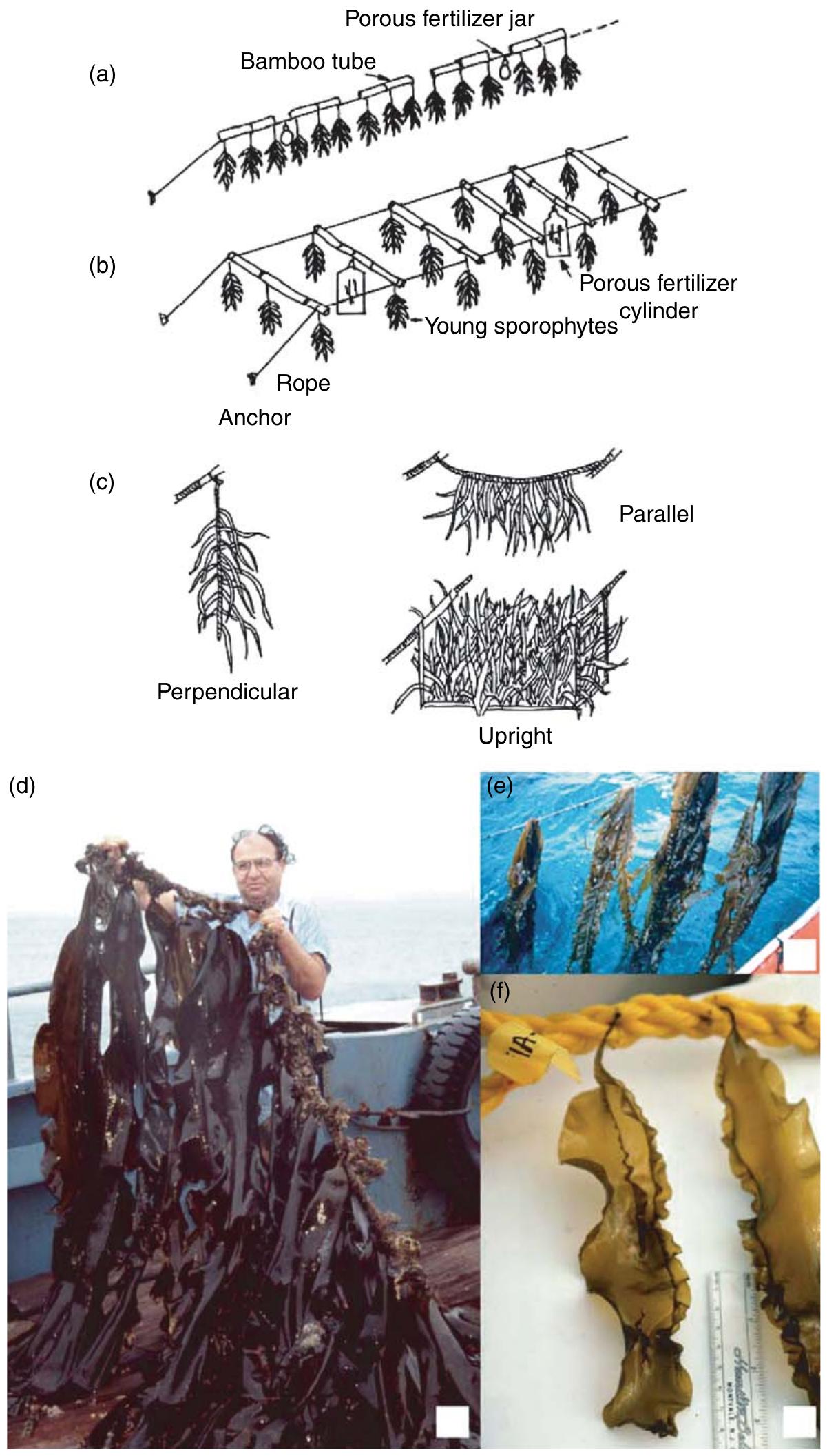 (PDF) Mass Production of Marine Macroalgae