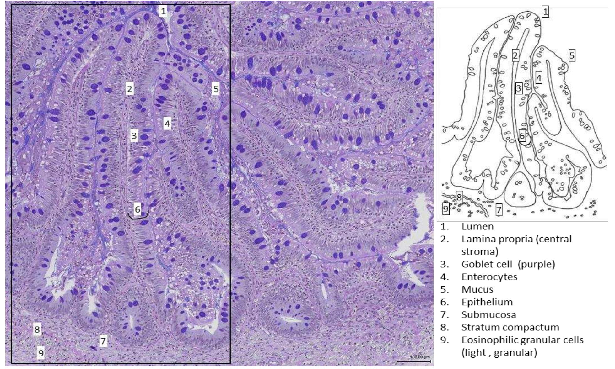 Intestinal epithelium of the atlantic salmon distal