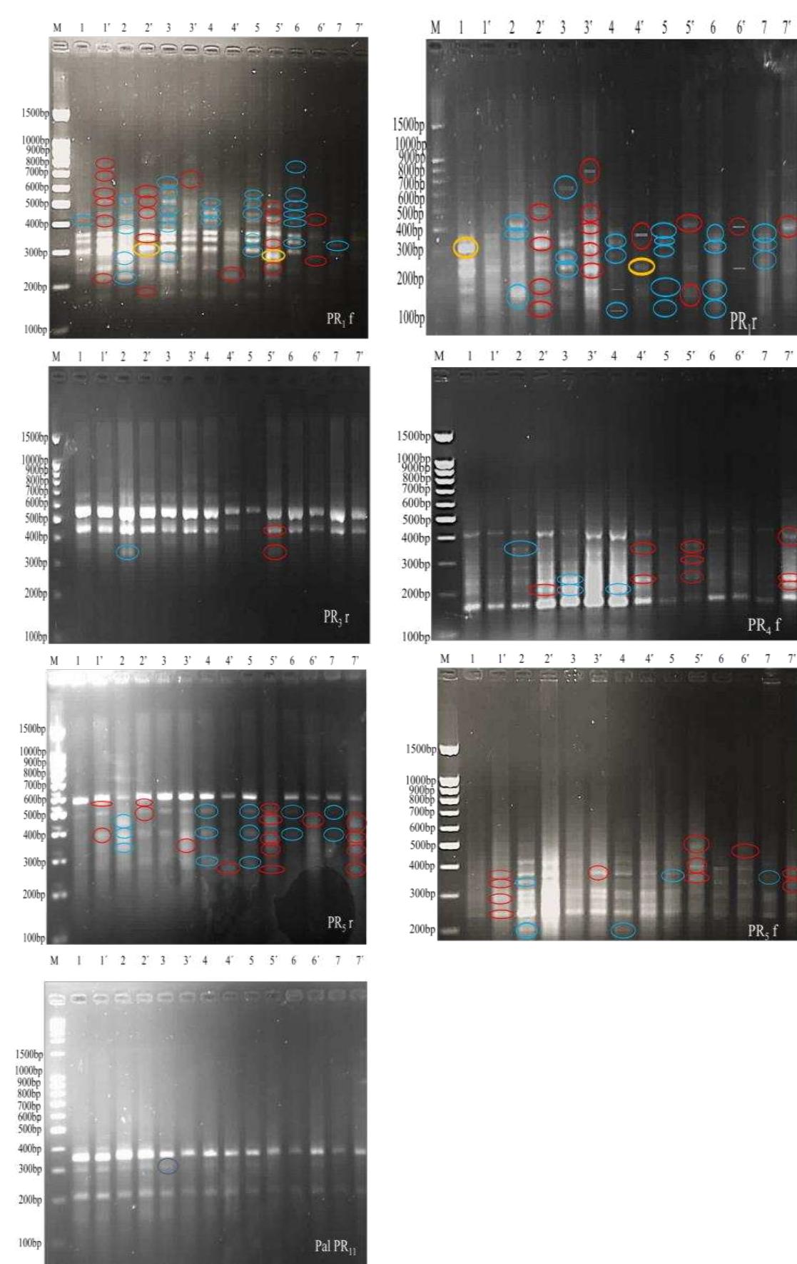Differential display pcr (dd-pcr) using the endogluconase