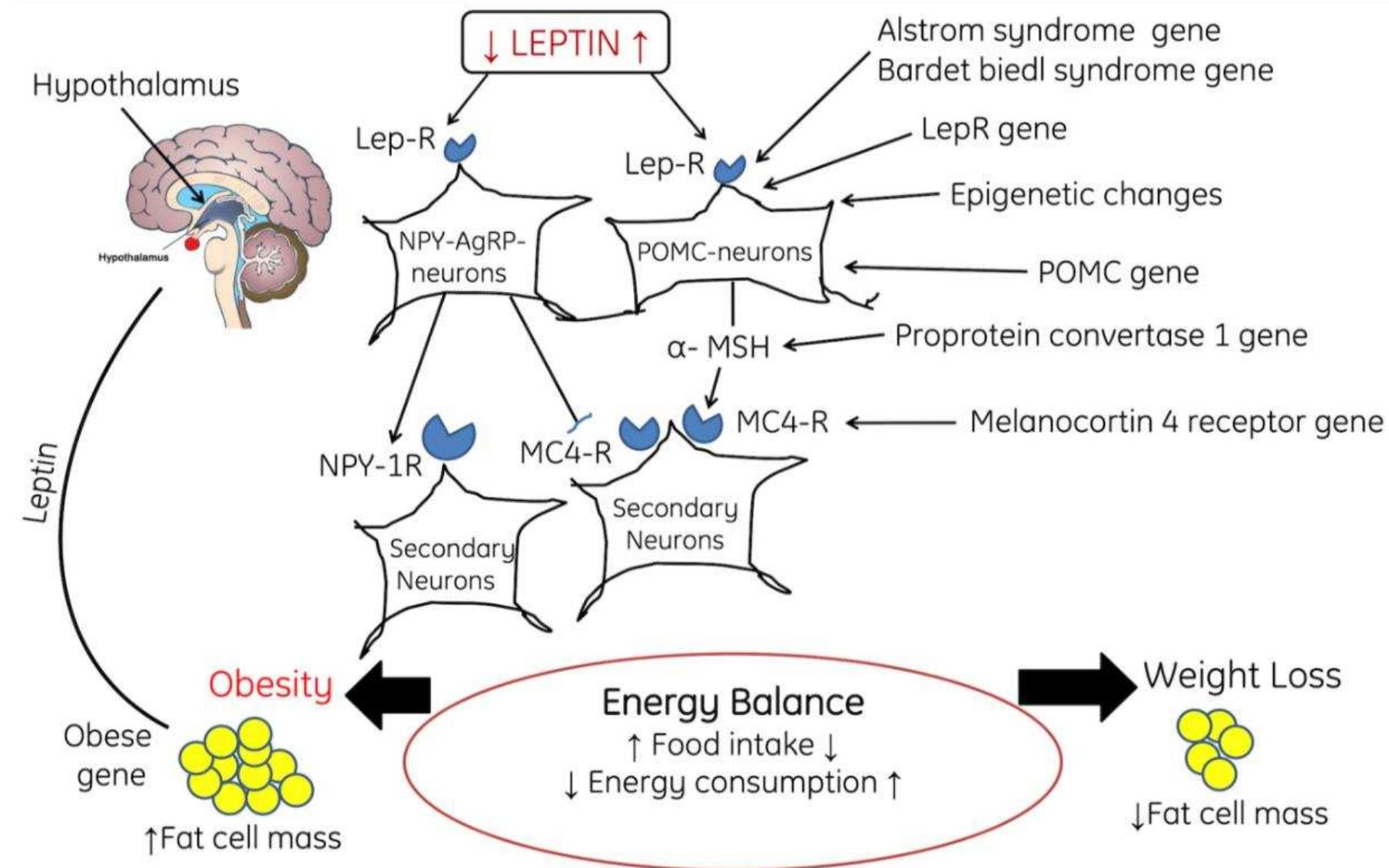 The diagram shows the role of feedback mechanism of leptin,