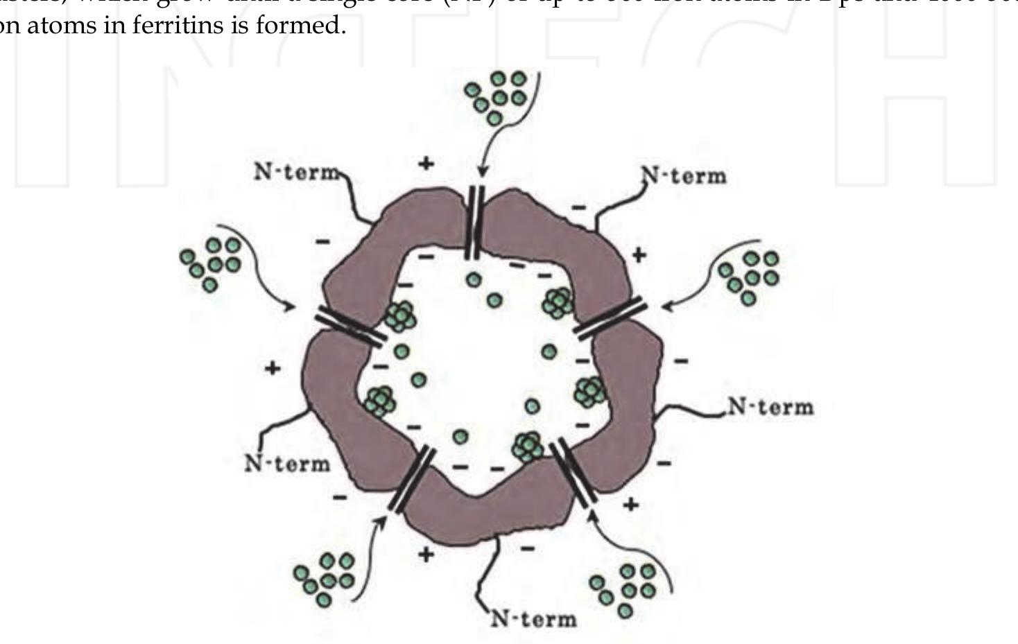 Figure 1 - from Biomimetic Materials Synthesis from