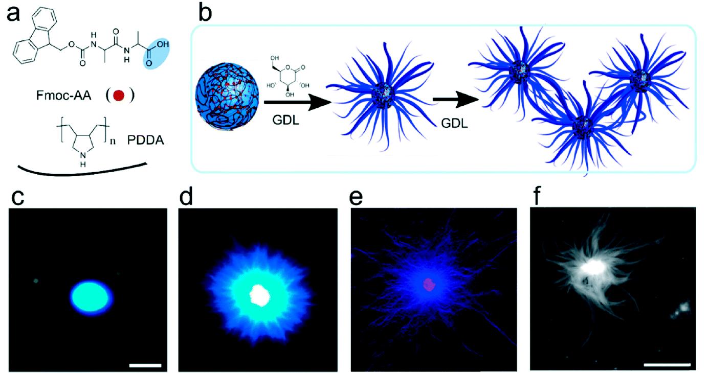 Chemical structures, schematic illustration, and microscopic