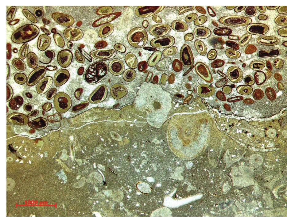 - sample hamoir-tohogne-5-2. distal facies. bioclastic