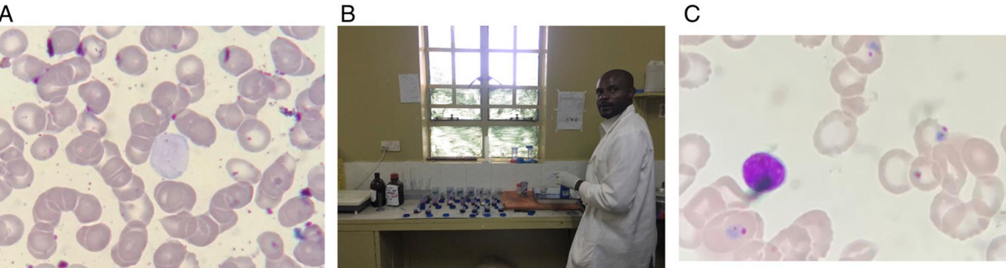 Stained sample slides and staining procedures. (a) the