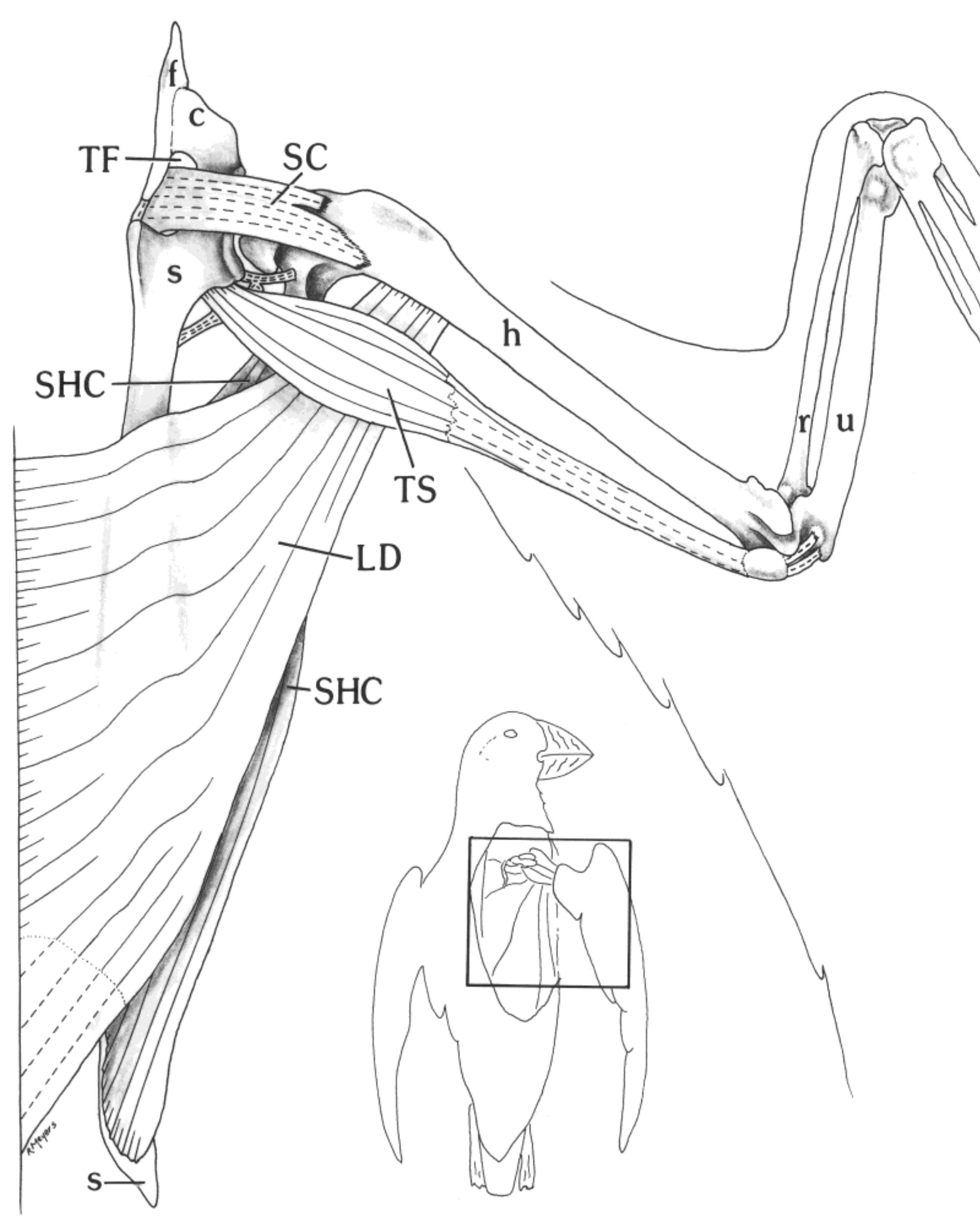 (PDF) Anatomy and histochemistry of flight muscles in a wing-propelled ...