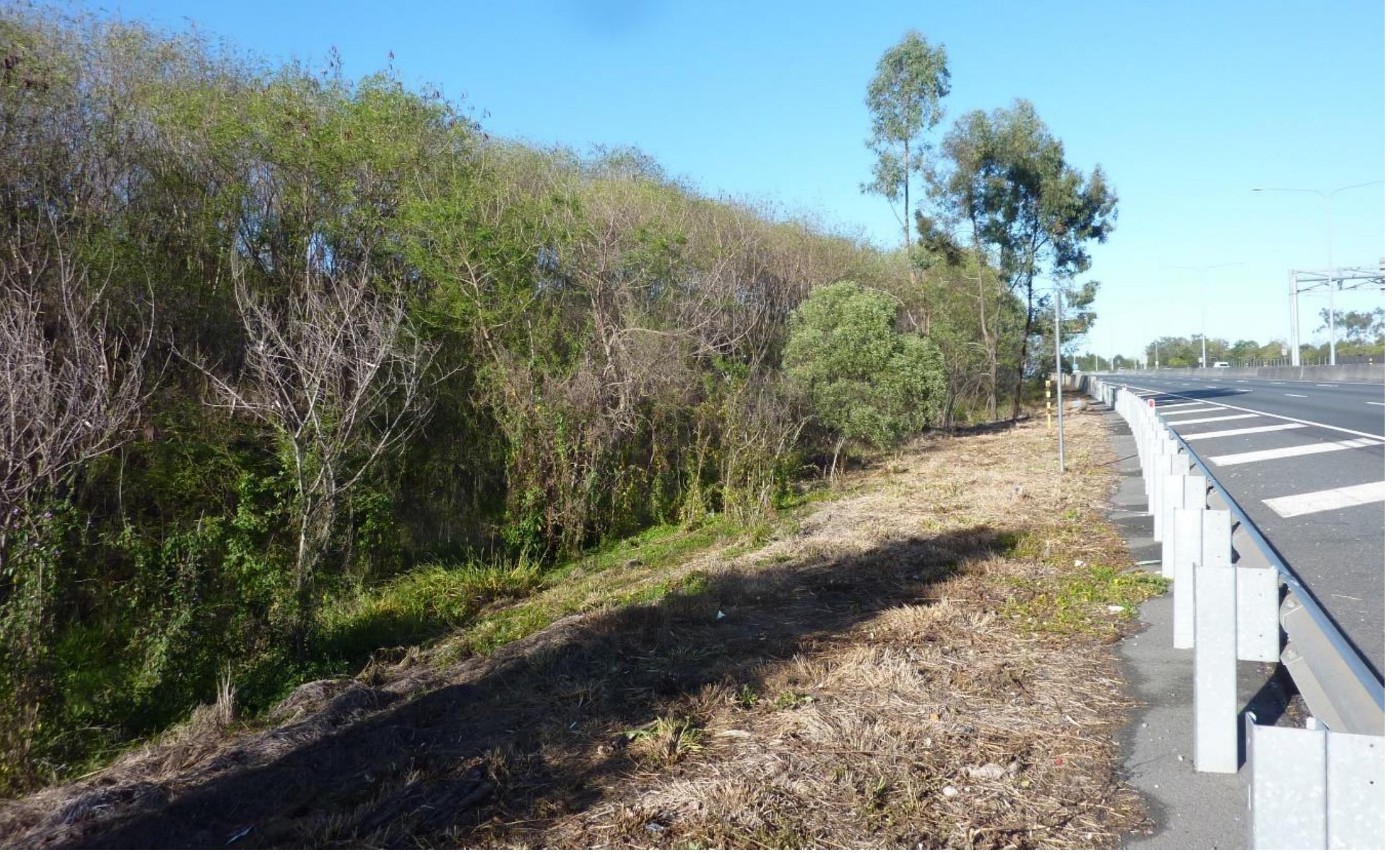 Roadside infestation of leucaena near brisbane (australia).