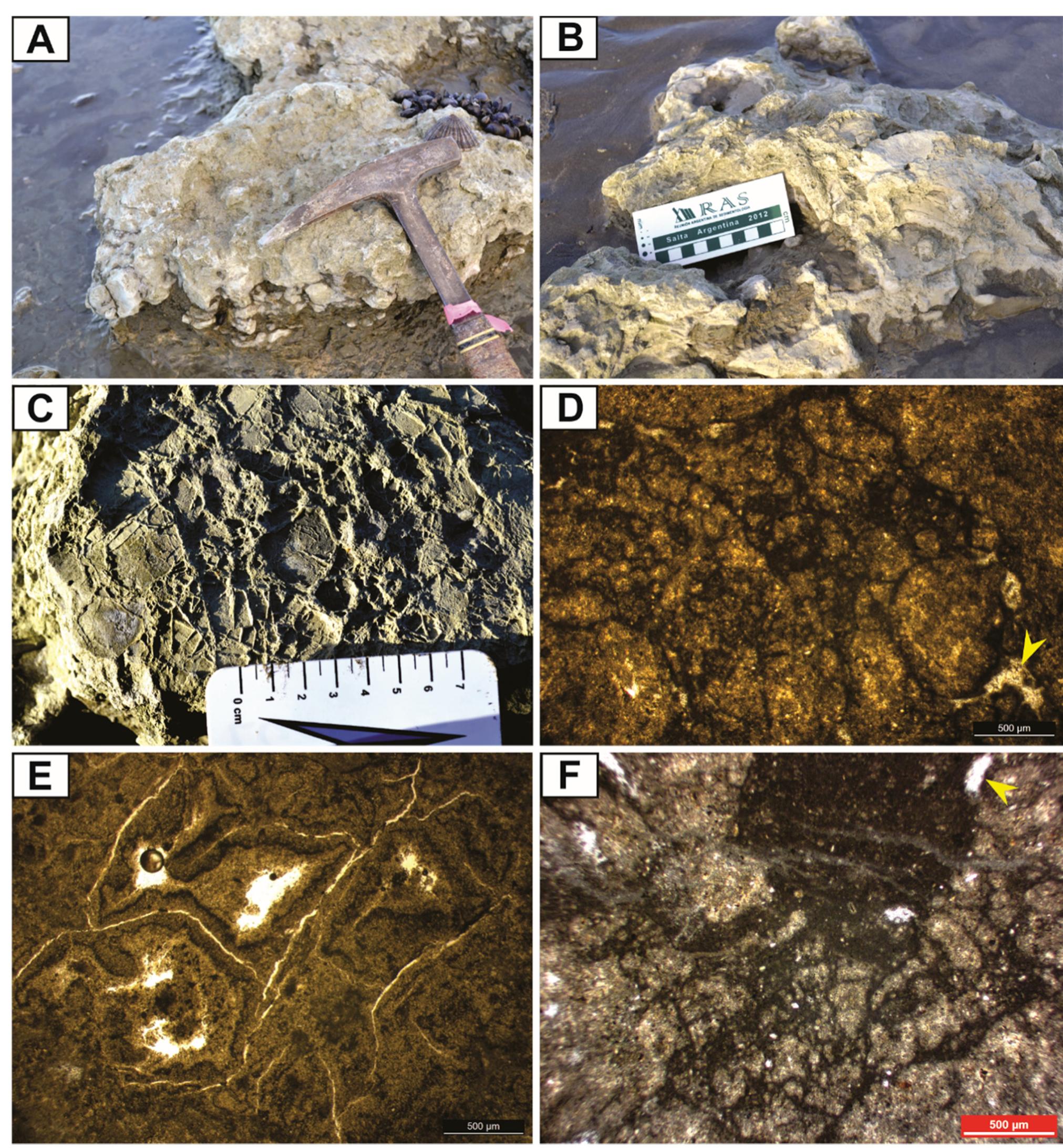 Macro- (a-c) and micromorphologycal (d-f) features of the
