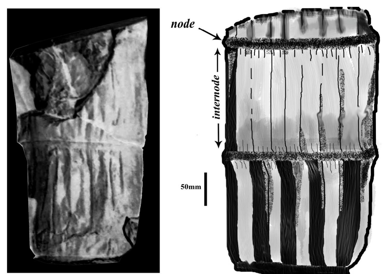 Drawing of equisetites pabdanaii nov. sp. scale bar