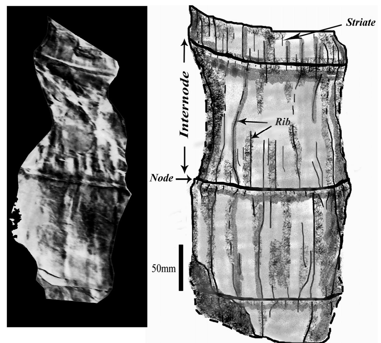 Figure 5 - from Four New Equisetites Species (Sphenophyta)