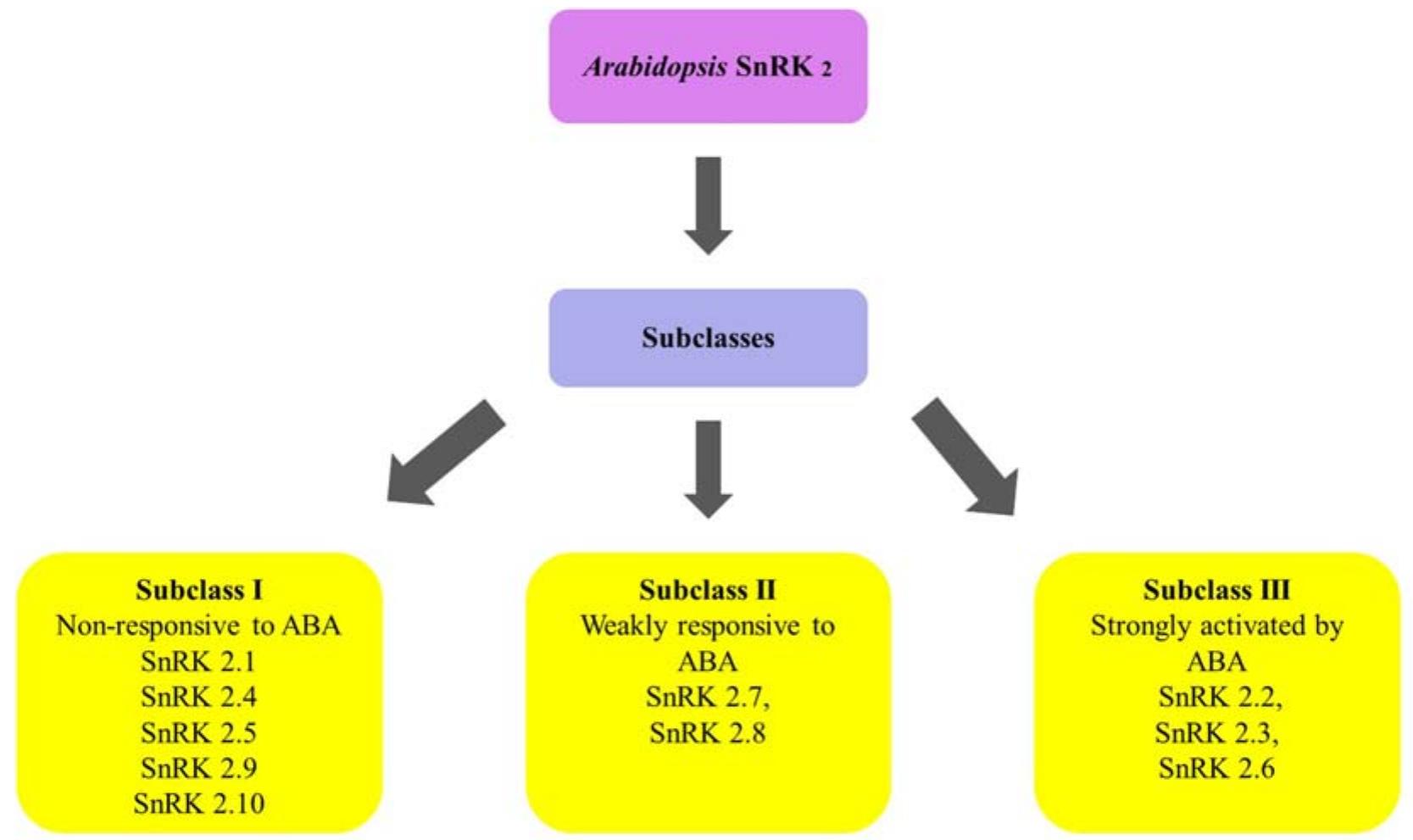 4 classification of arabidopsis snrk 2 into three