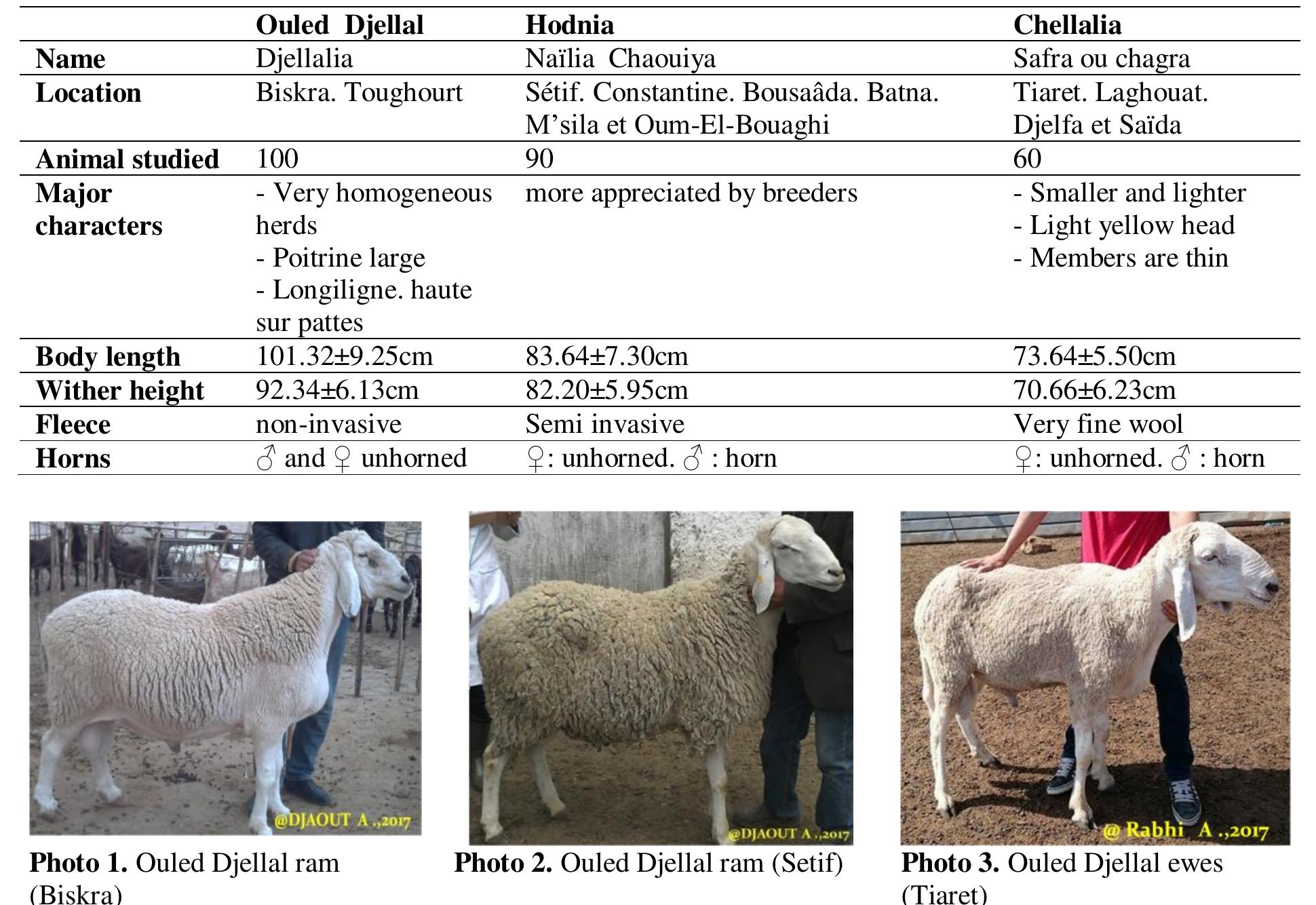 Table 3 - from Biodiversity State of Algerian Sheep Breeds