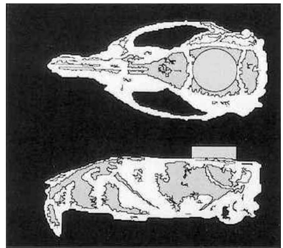 Fic, 1. diagram of the rodent skull illustrating the posi-