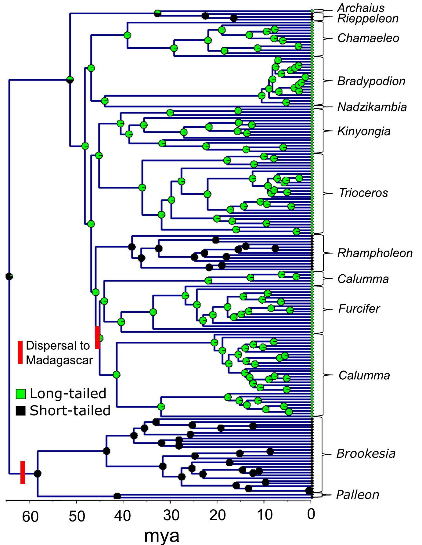 Phylogeny of chameleons with schematic representations of