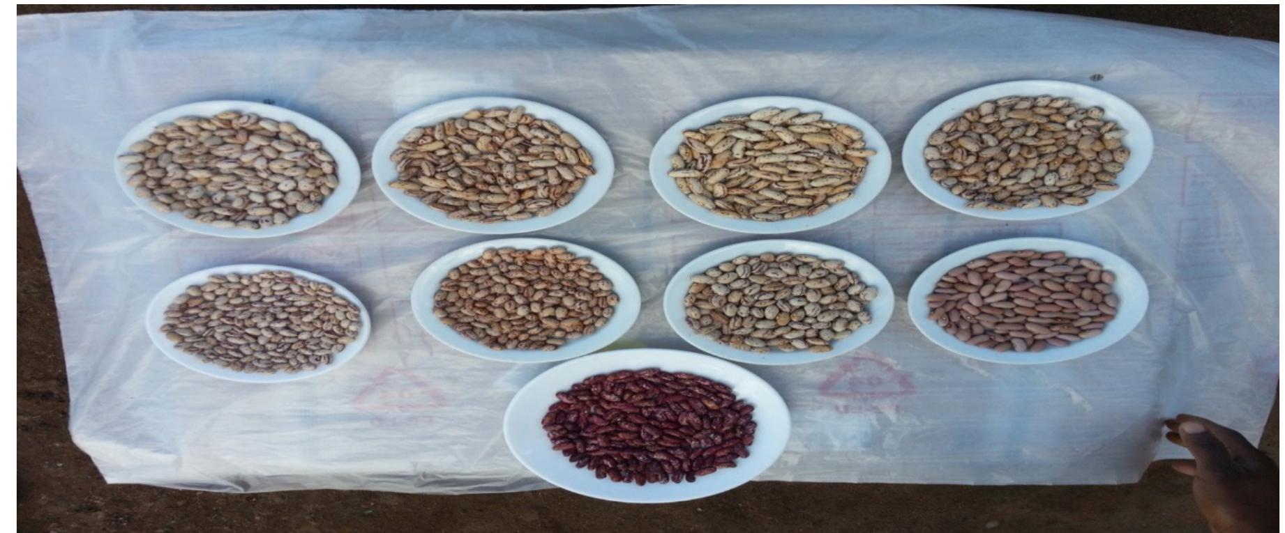 Seed samples (material used in the advanced assay).