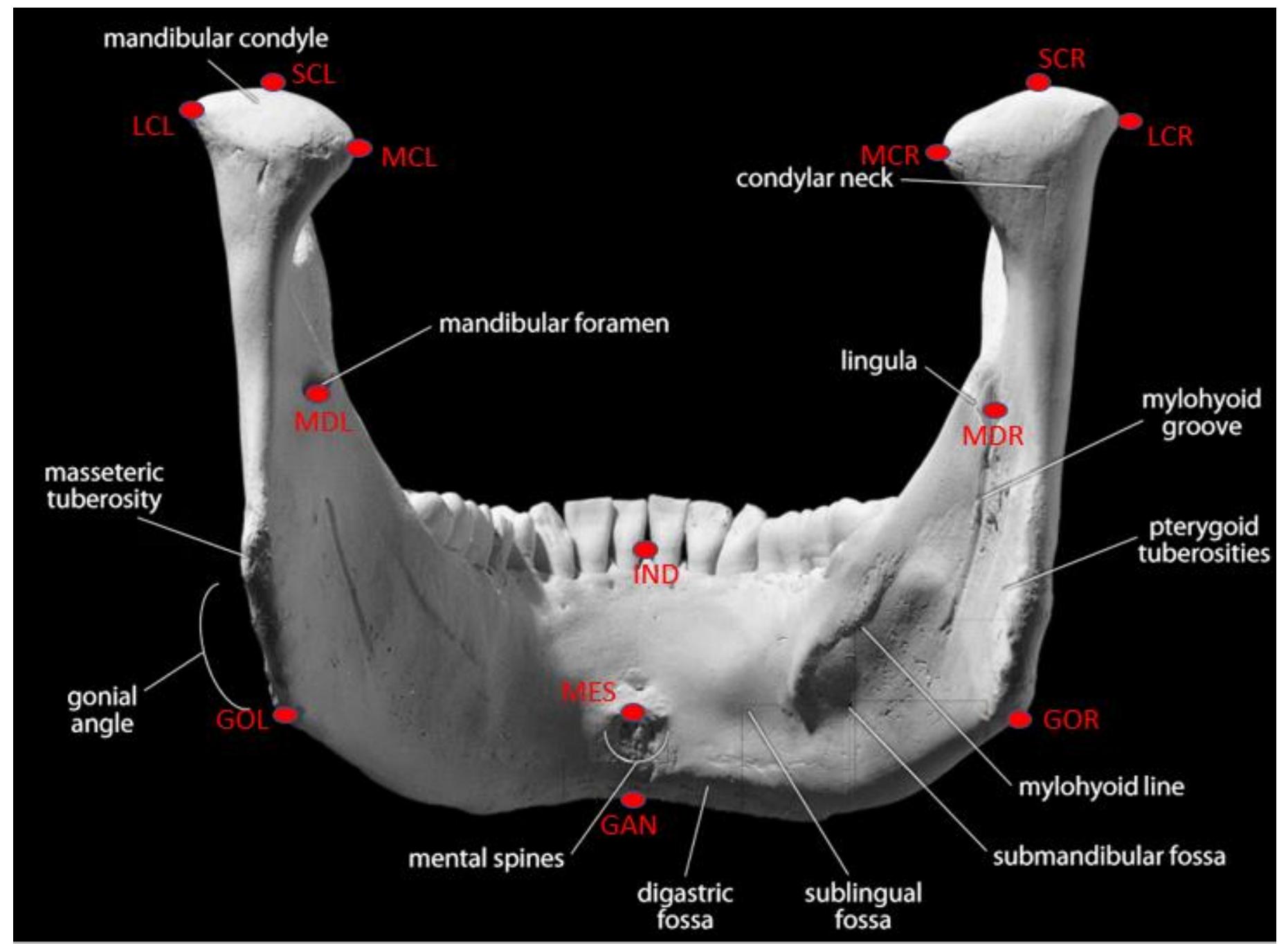 B.19. mandible, posterior; photograph adapted from white et
