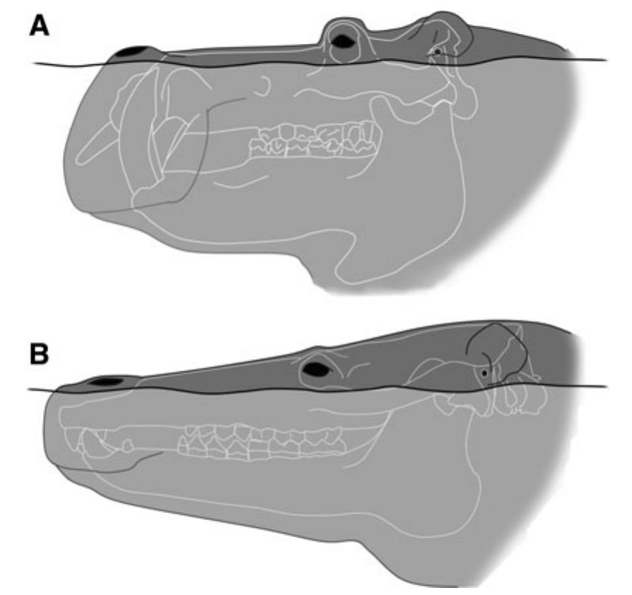 Sketch of the /eft profile of the skull of hippopotamus