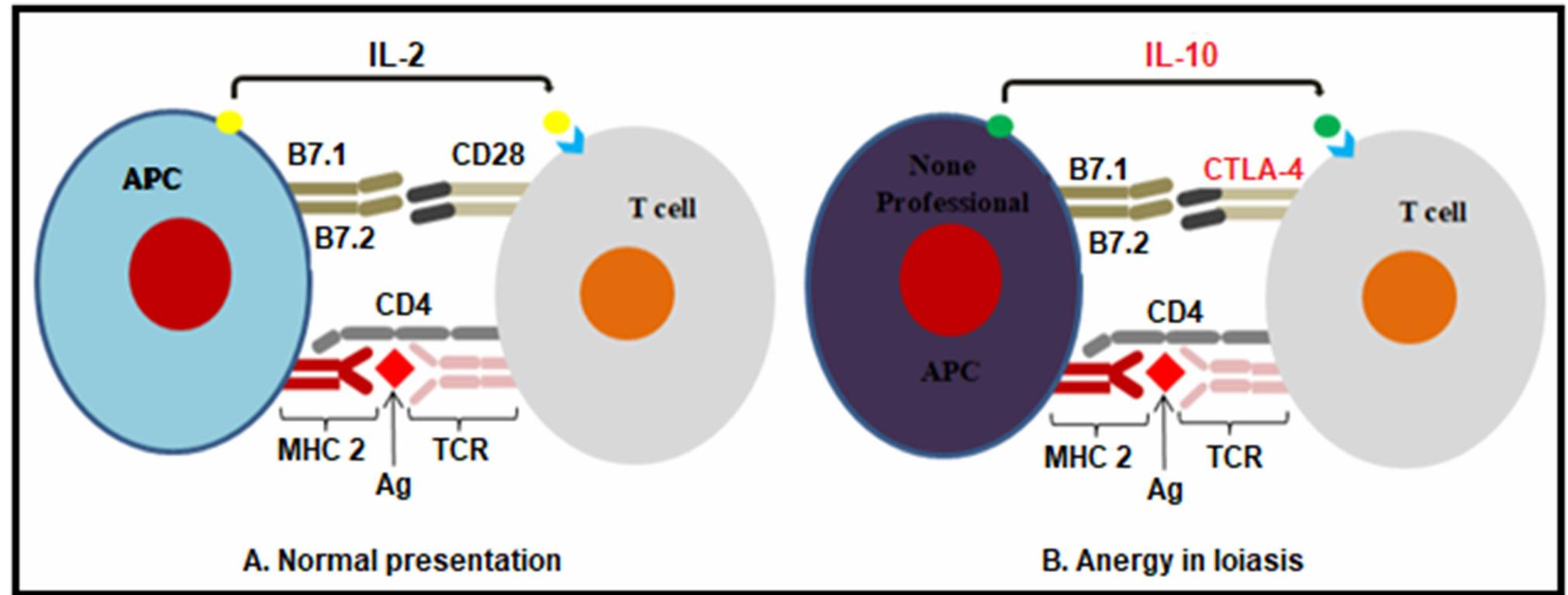Potential mechanism of anergy in loiasis. normal antigen