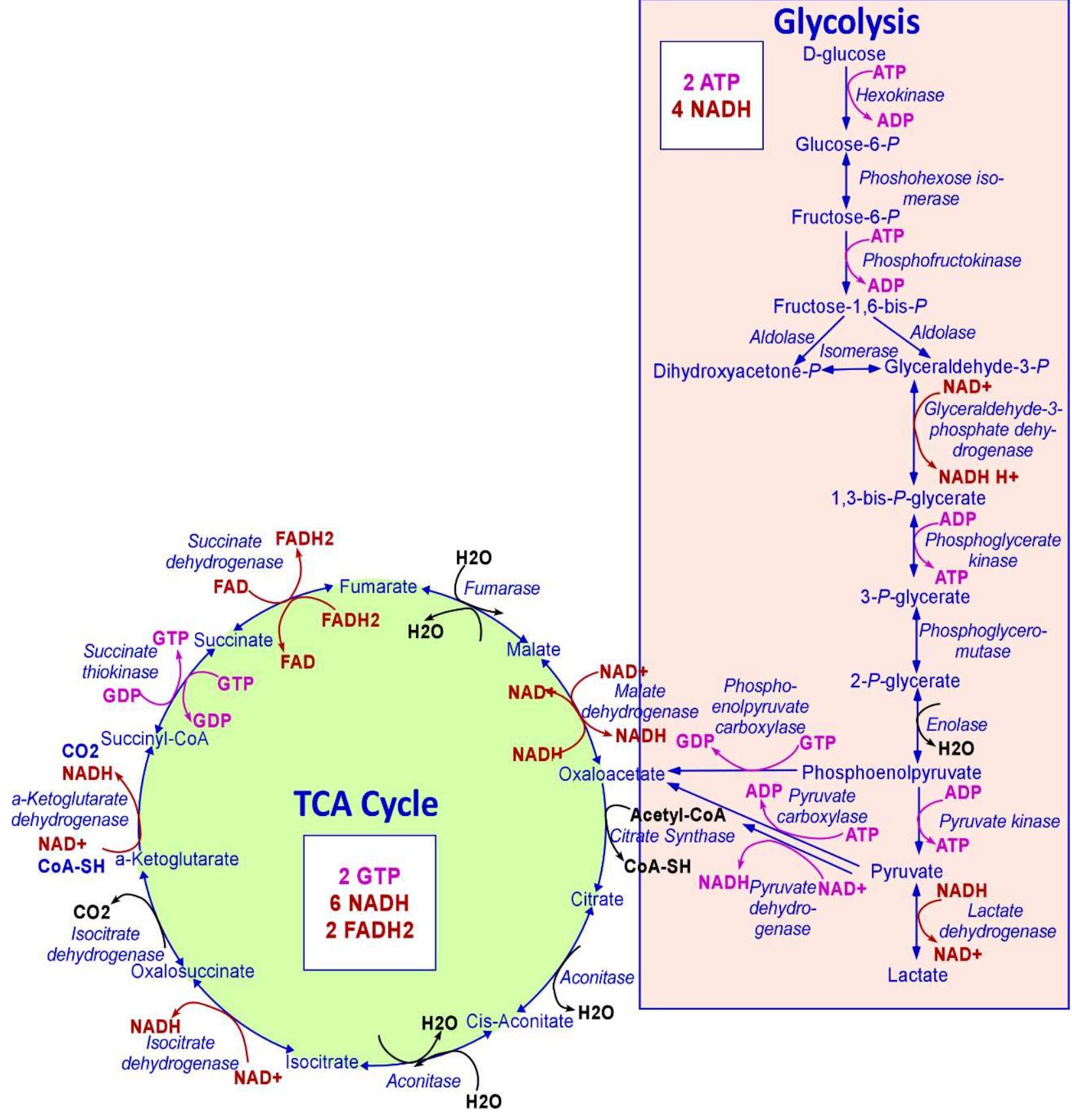 The metabolic steps of glycolysis and tca cycle. every step