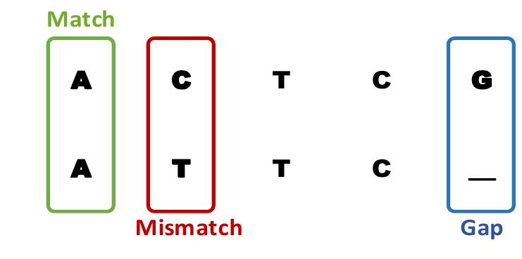 Dna sequences alignment dna is the genetic substance that