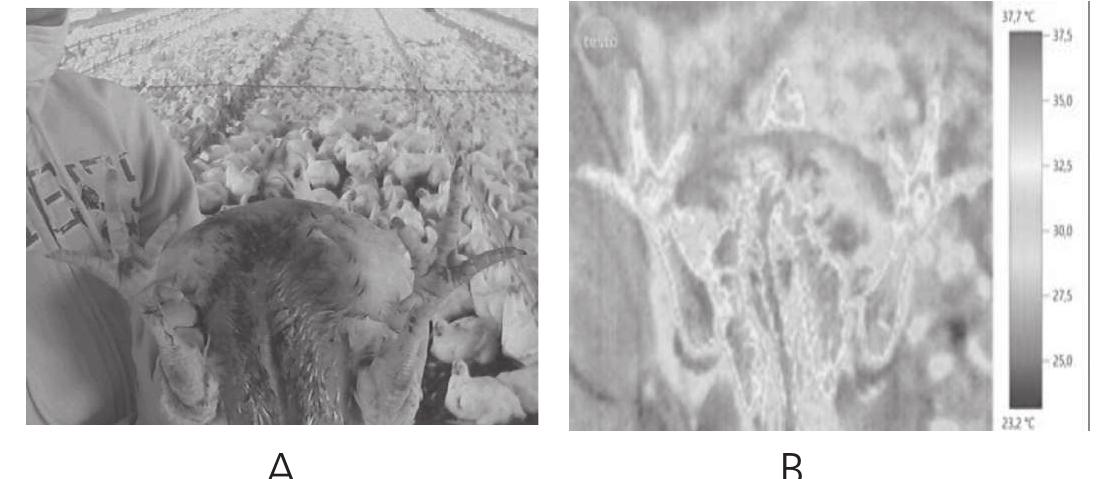 images of a broiler with lesions using a regular camera