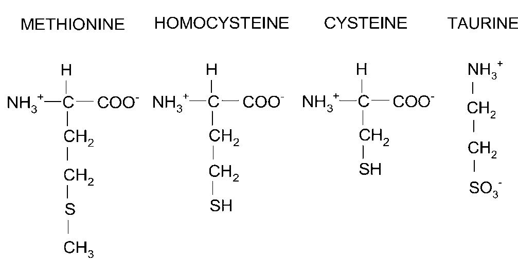 Structures of the sulfur-containing amino acids.