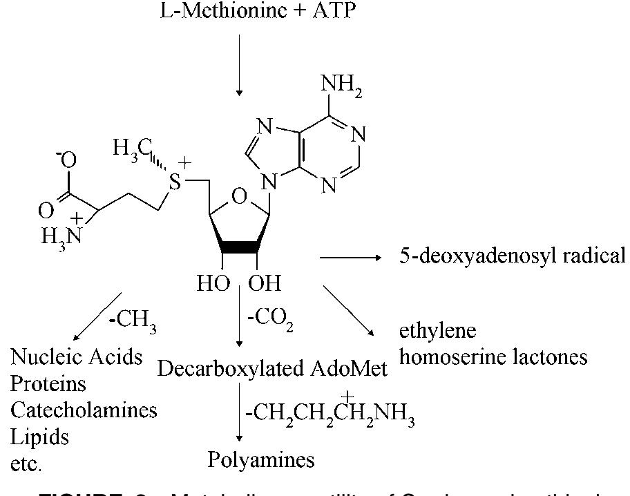 (PDF) The sulfur-containing amino acids: an overview