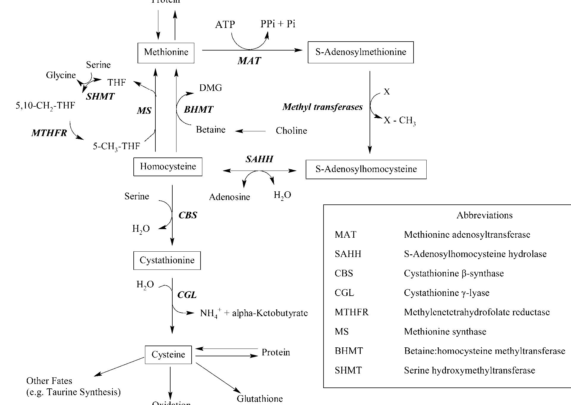(PDF) The sulfur-containing amino acids: an overview
