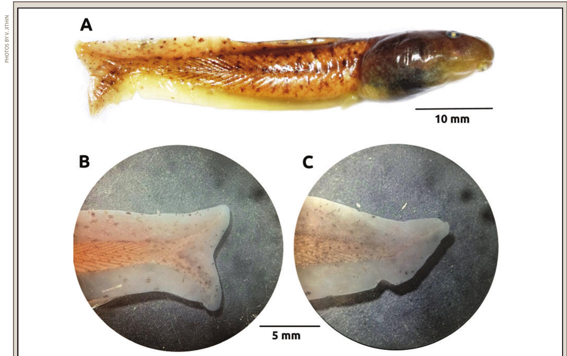 Nanorana minica (small paa frog). deformity. natural