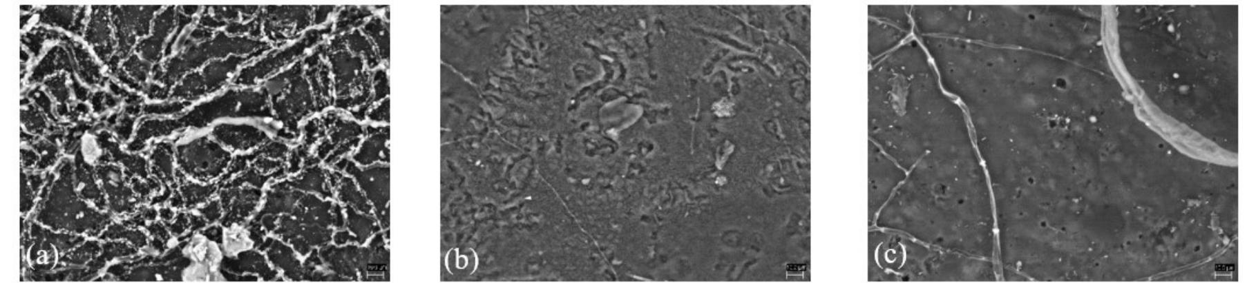 Surface sem images (x 500) of bioplastics samples: (a)