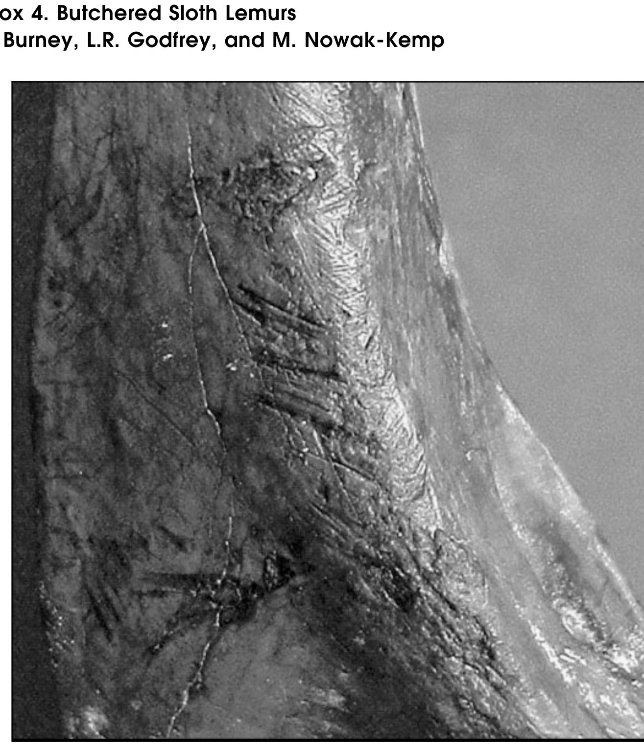 This left humerus of palaeopropithecus ingens in the methuen