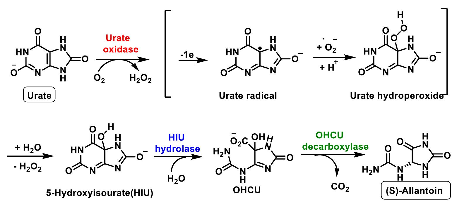 Schematic representation of the ureide pathway. previously,