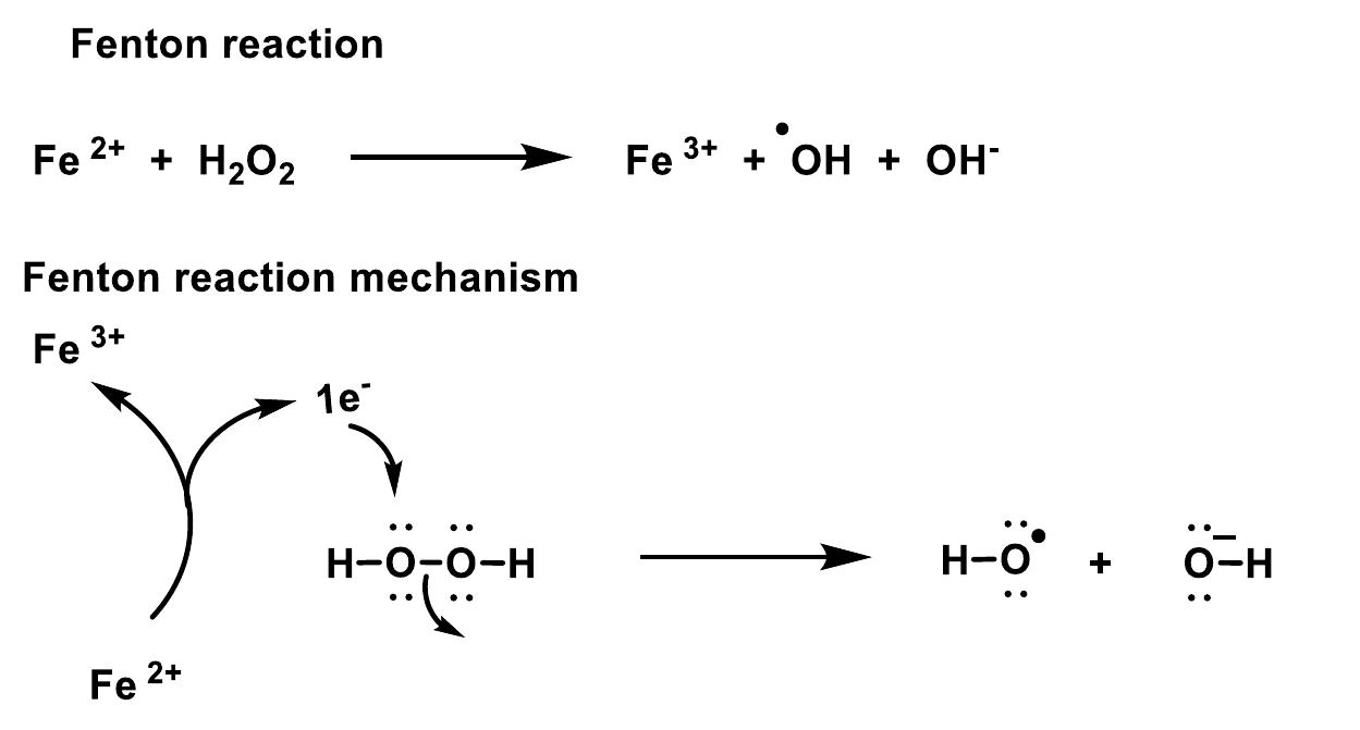 Mechanism of the fenton reaction.