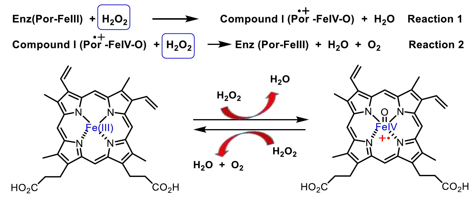 Catalase mechanism of hydrogen peroxide dismutation to water